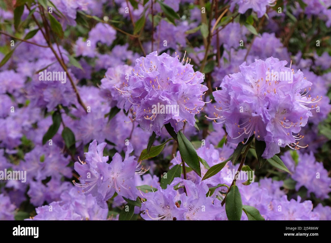 Blue rhododendron High Resolution Stock Photography and Images - Alamy