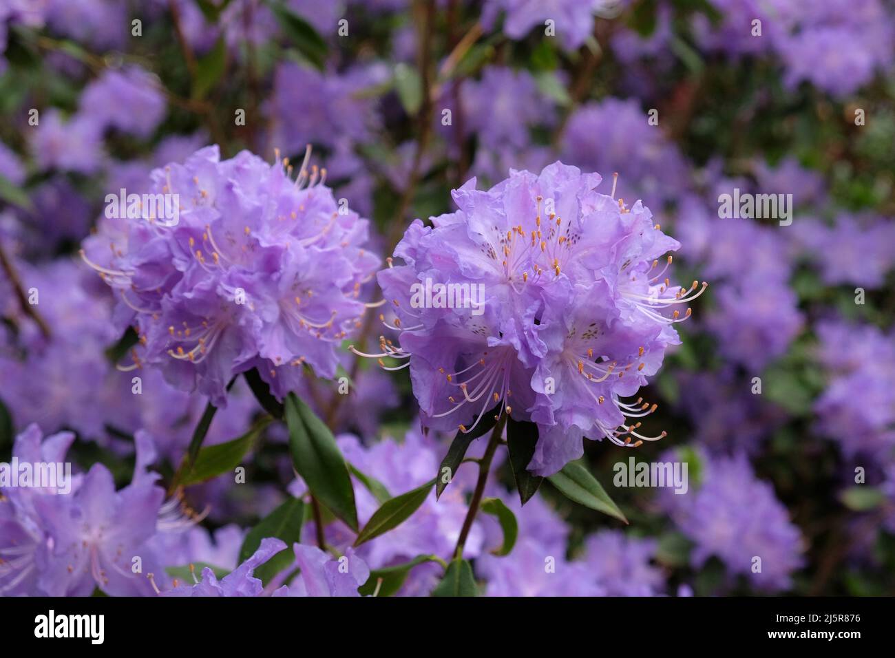 Pretty Blue Rhododendron in flower Stock Photo - Alamy