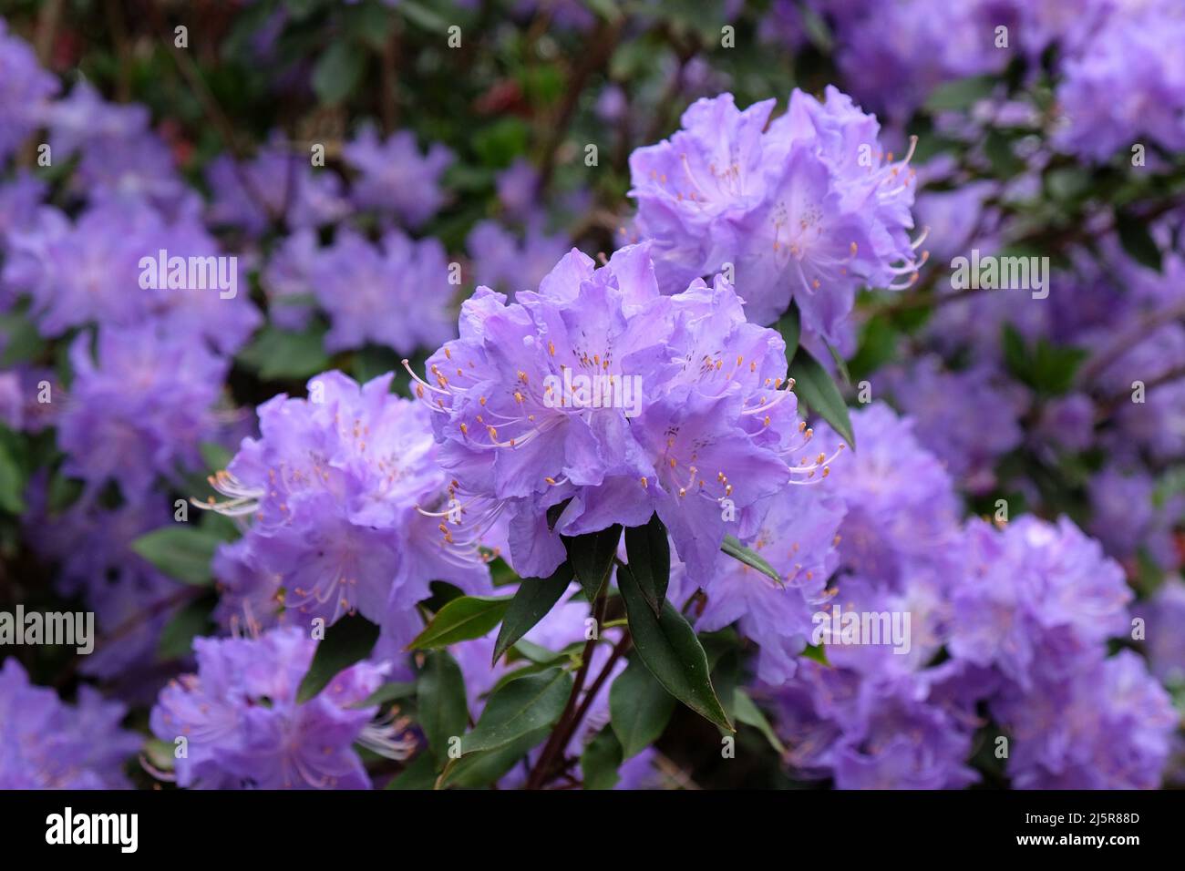 Pretty Blue Rhododendron in flower Stock Photo - Alamy