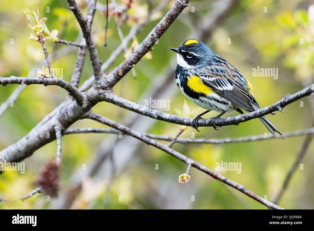 Yellow-rumped warbler during spring migration Stock Photo - Alamy