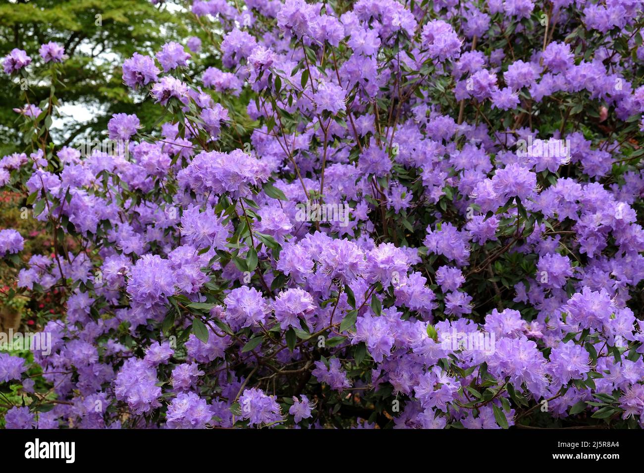 Pretty Blue Rhododendron in flower Stock Photo - Alamy