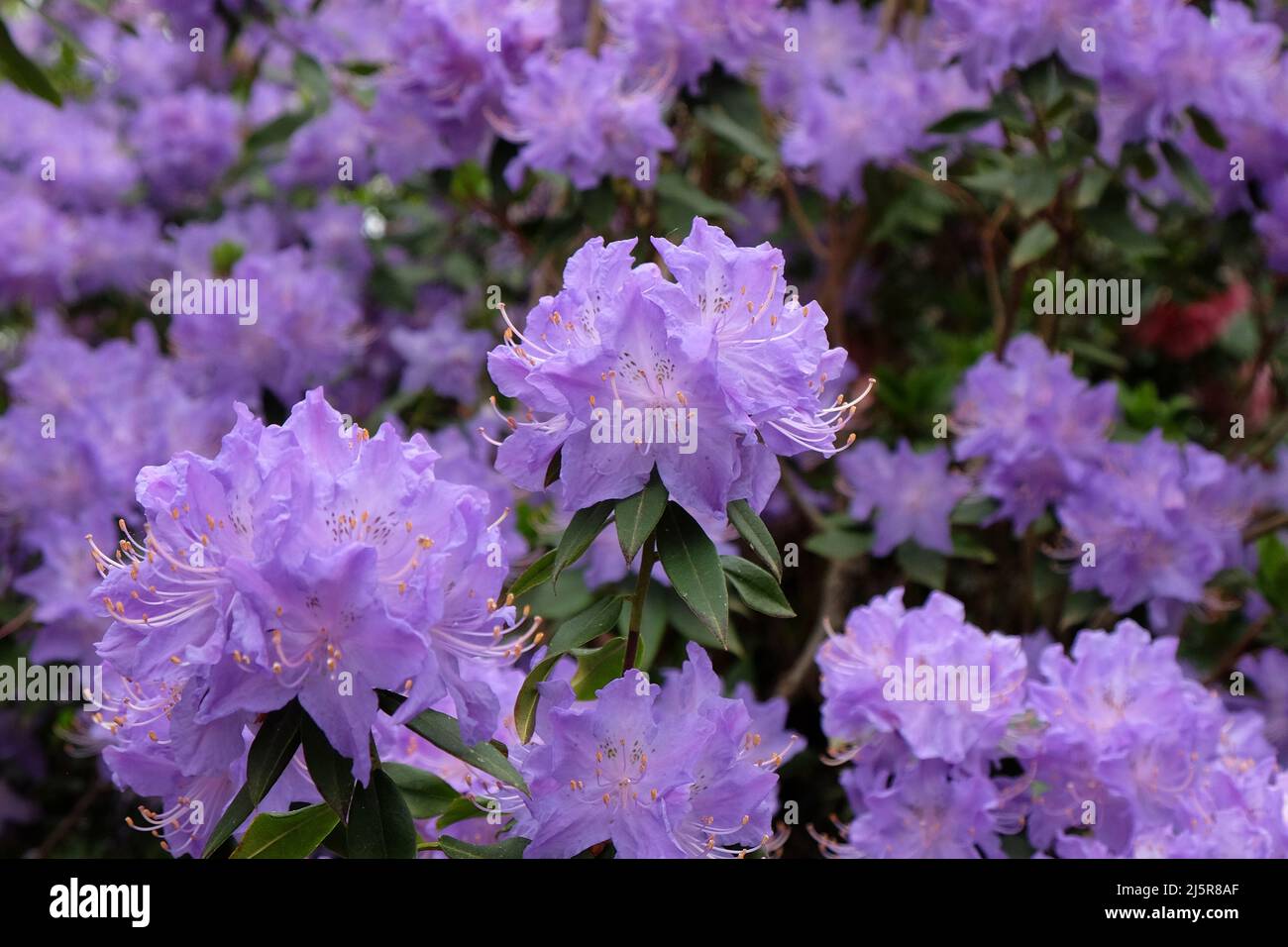 Pretty Blue Rhododendron in flower Stock Photo - Alamy