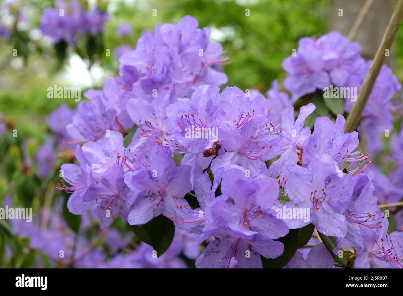 Blue diamond rhododendron hi-res stock photography and images - Alamy
