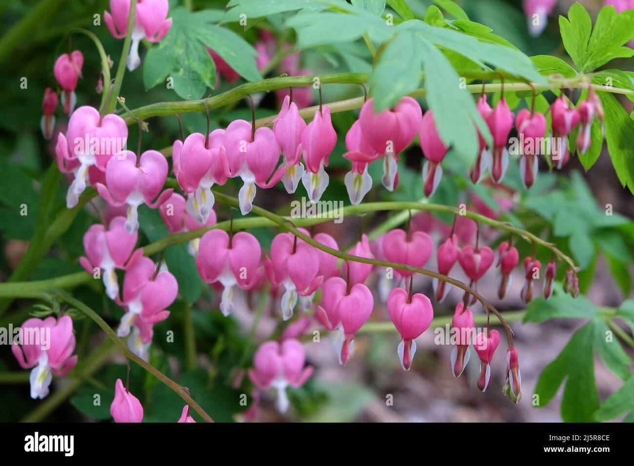 The delicate flowers of the Bleeding Heart in bloom Stock Photo - Alamy