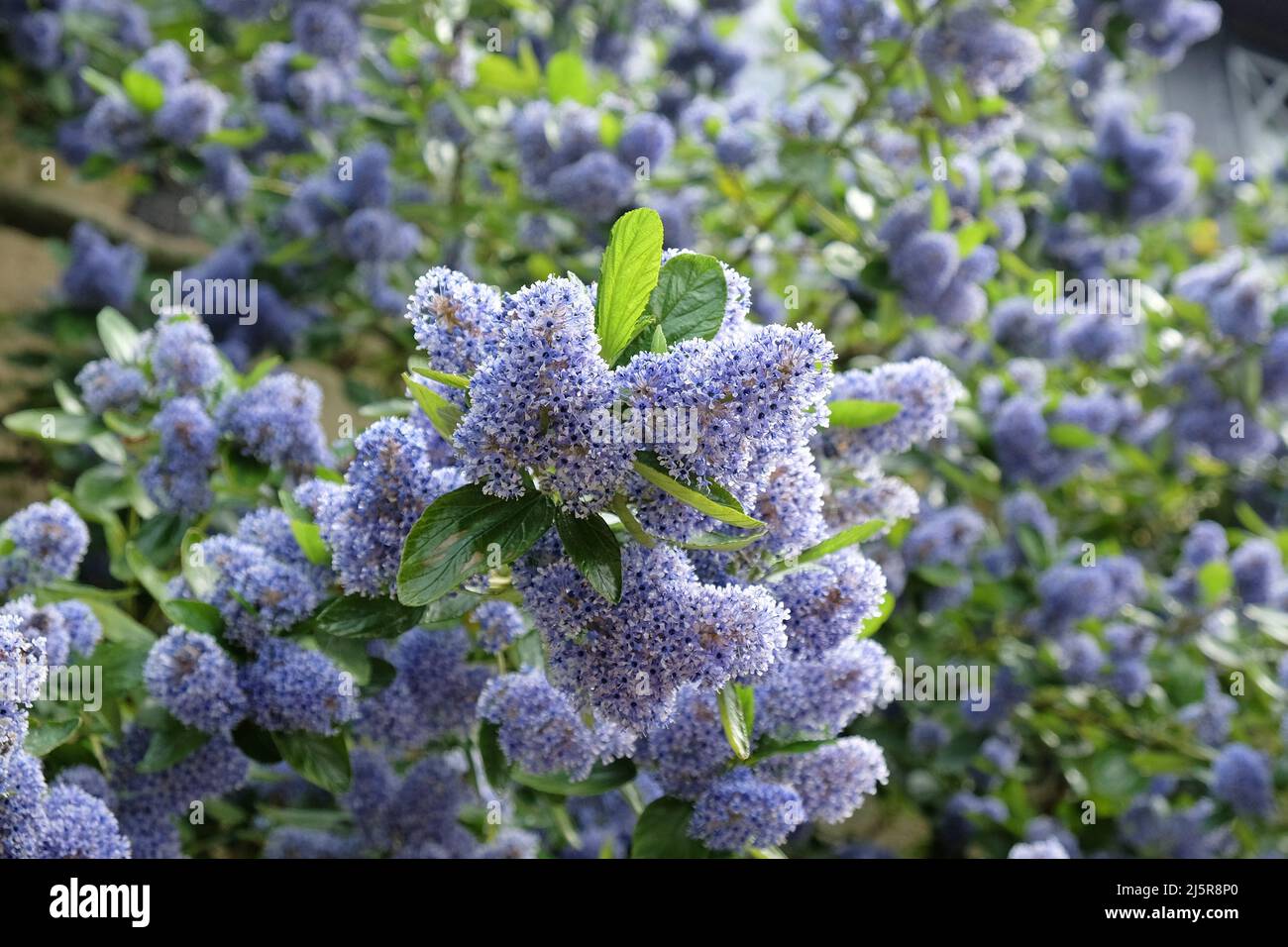 Ceanothus arboreus trewithen blue hi-res stock photography and images ...
