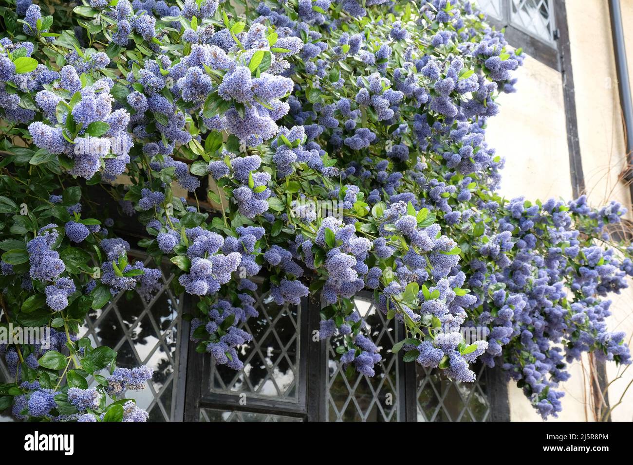 Ceanothus arboreus trewithen blue hi-res stock photography and images ...
