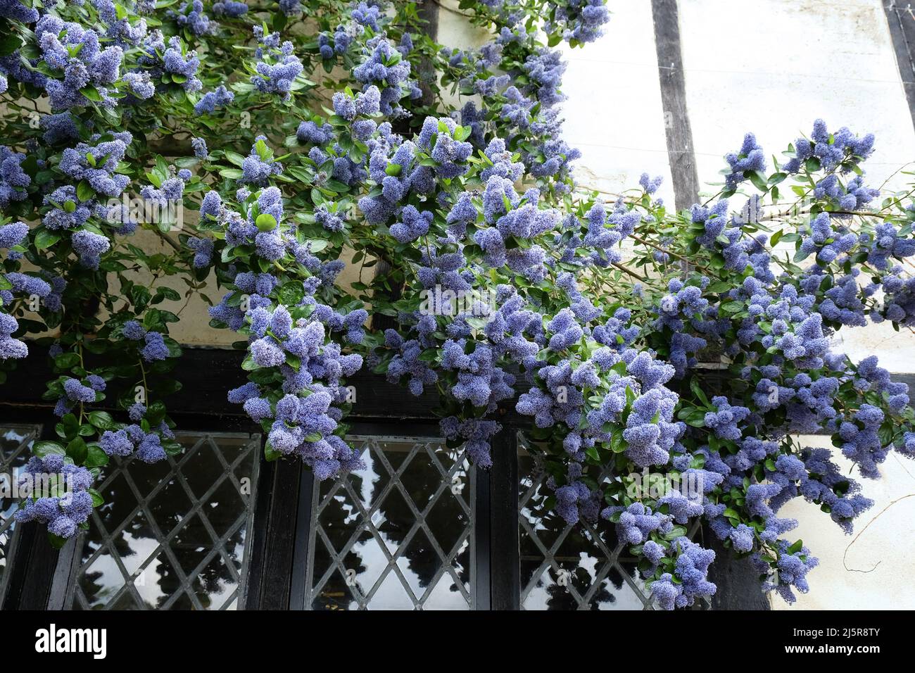 Island ceanothus tree ÔTrewithen BlueÕ in flower Stock Photo - Alamy