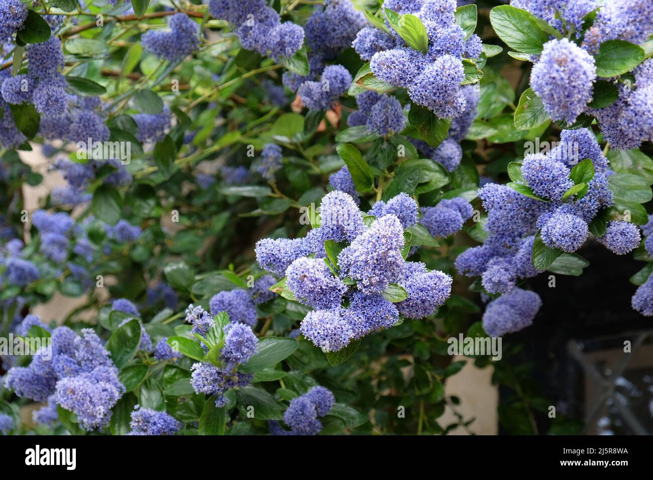 Island ceanothus tree ÔTrewithen BlueÕ in flower Stock Photo - Alamy