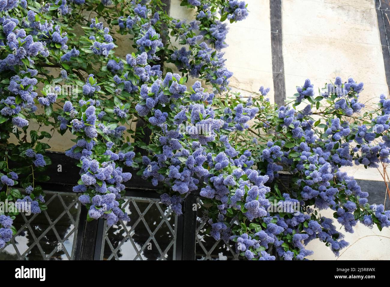 Ceanothus arboreus trewithen blue hi-res stock photography and images ...
