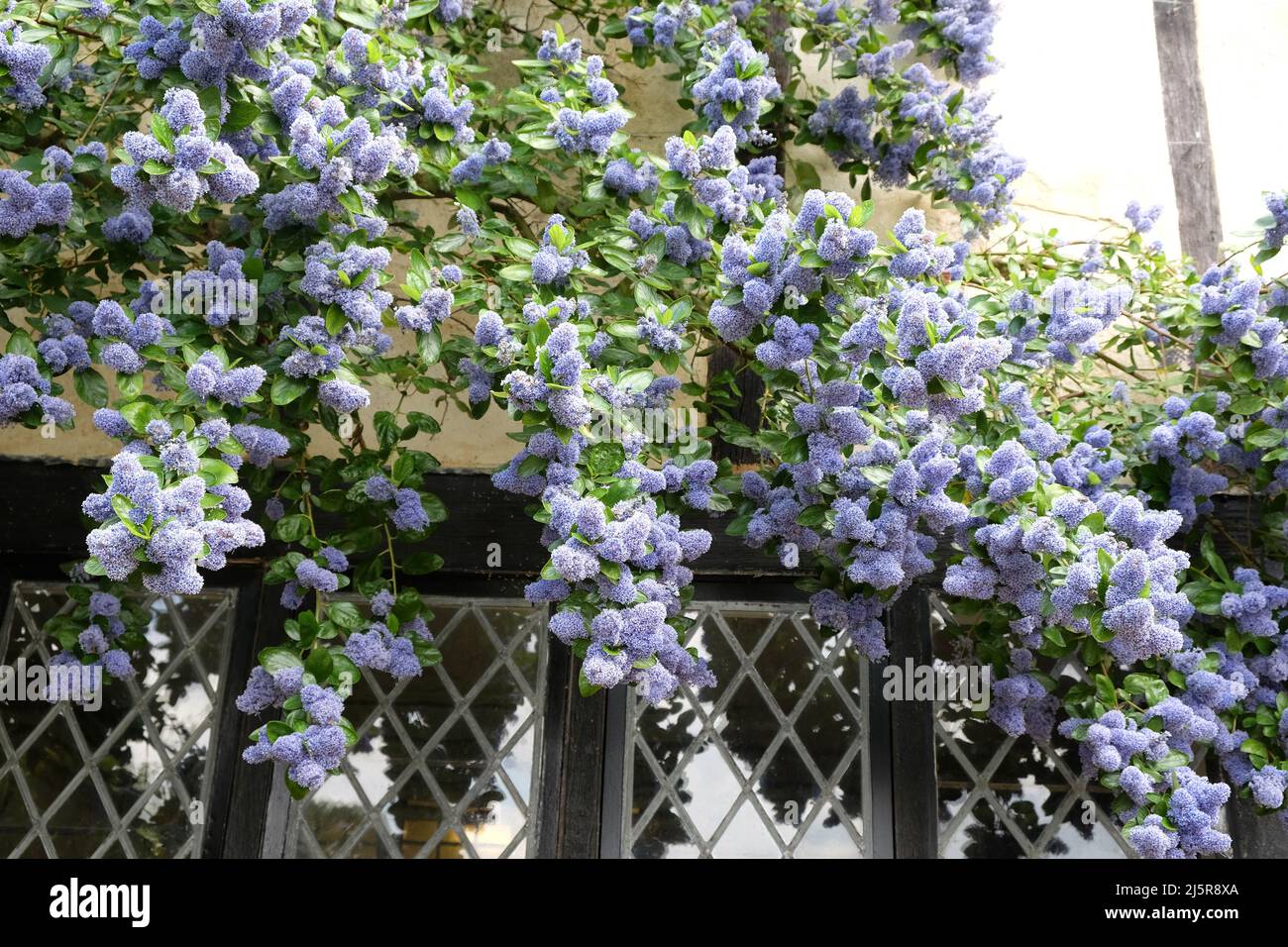 Ceanothus arboreus trewithen blue hi-res stock photography and images ...