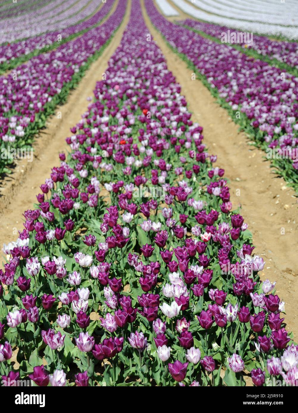 Tapping House Tulips, April 2022 Stock Photo - Alamy