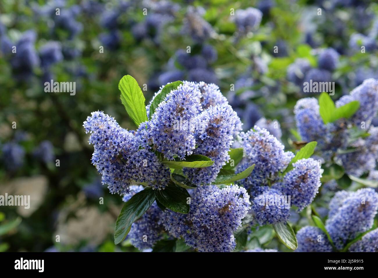Island ceanothus tree ÔTrewithen BlueÕ in flower Stock Photo - Alamy