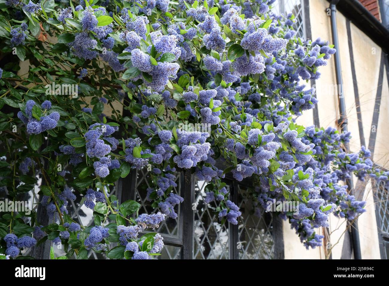 Ceanothus arboreus trewithen blue hi-res stock photography and images ...