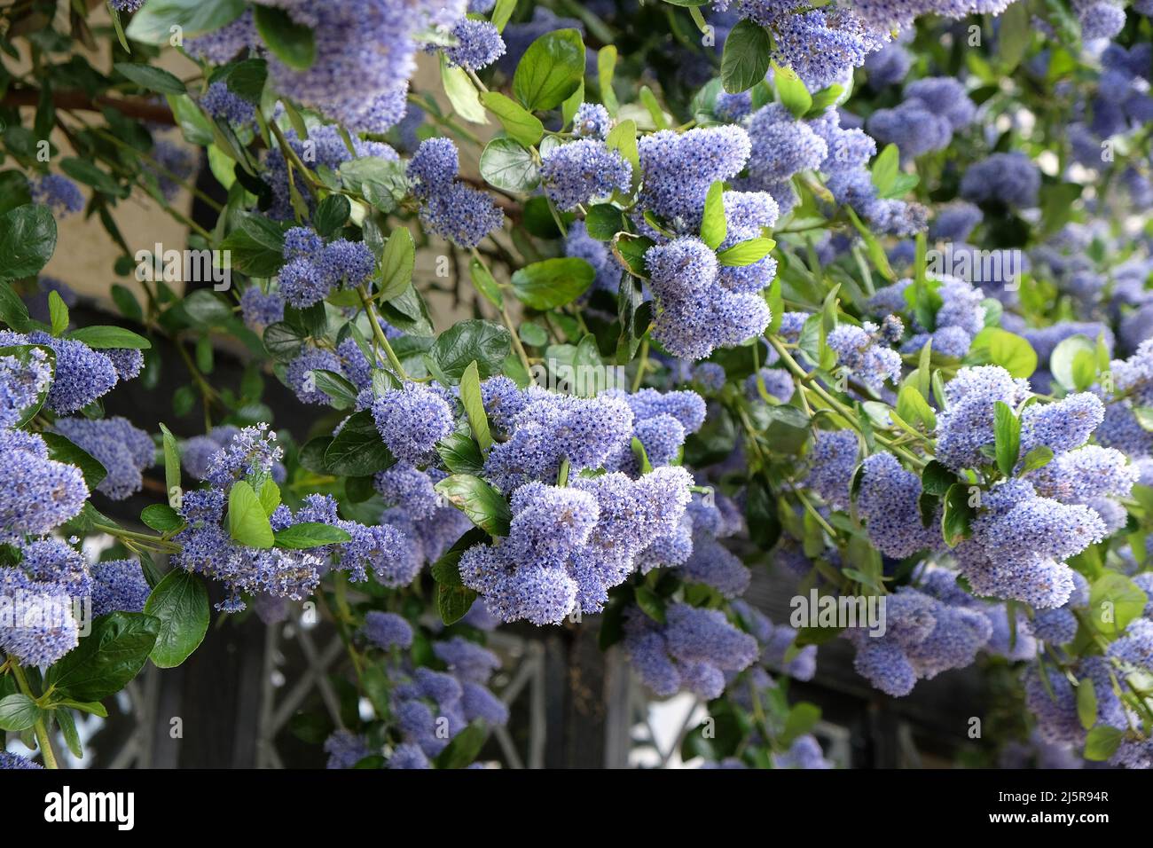 Island ceanothus tree ÔTrewithen BlueÕ in flower Stock Photo - Alamy