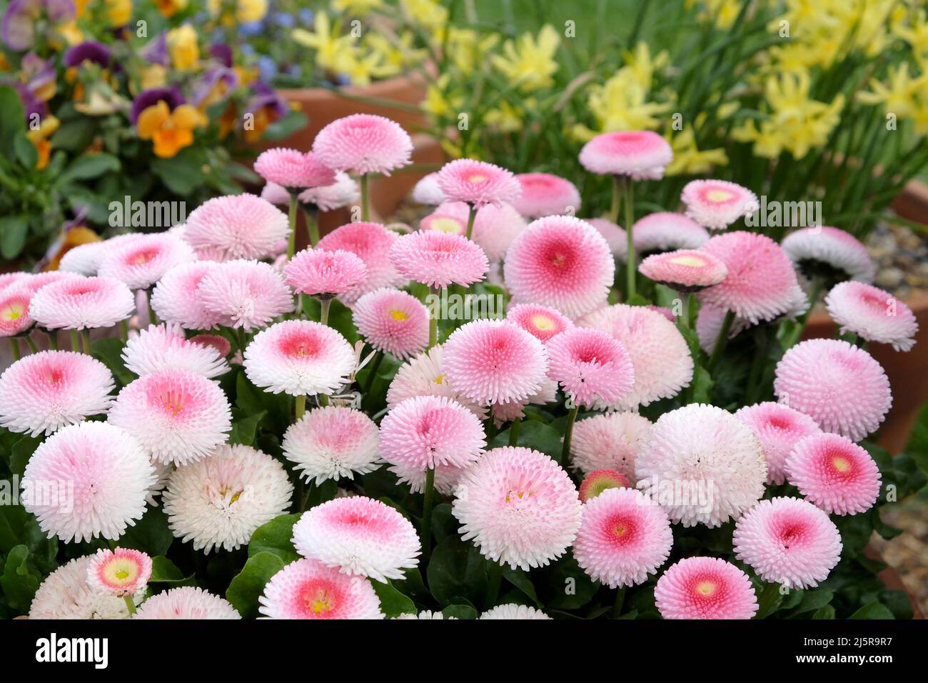 Pink bellis hi-res stock photography and images - Alamy