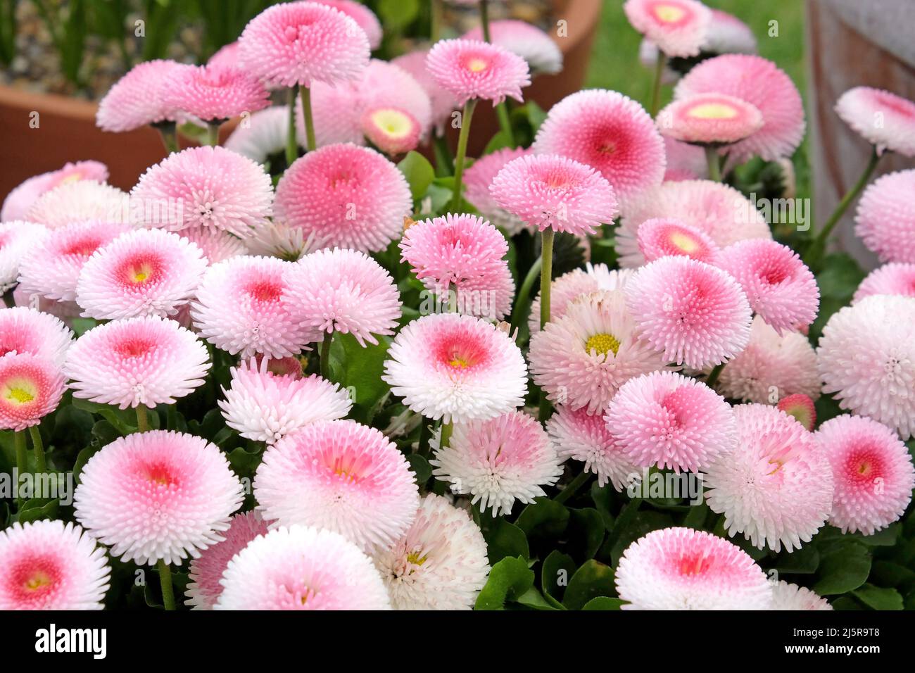 Pink bellis hi-res stock photography and images - Alamy