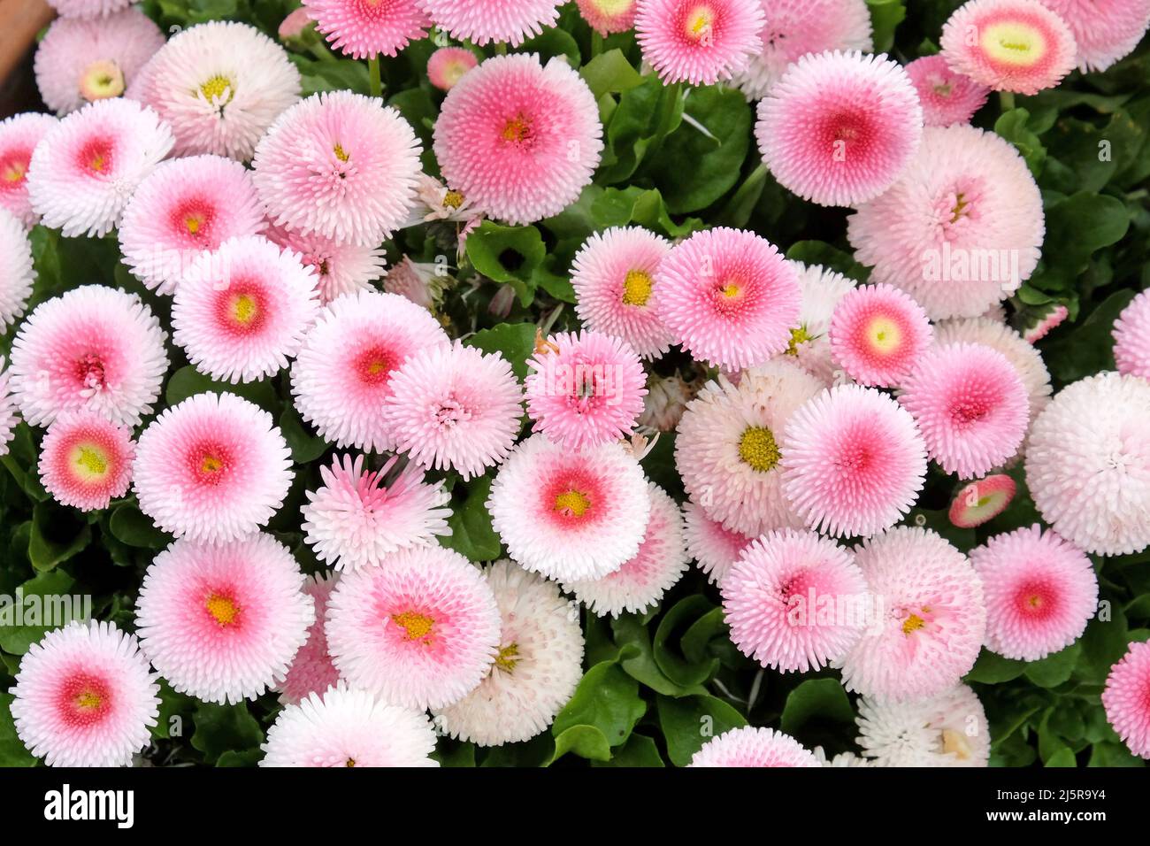 Pink bellis hi-res stock photography and images - Alamy