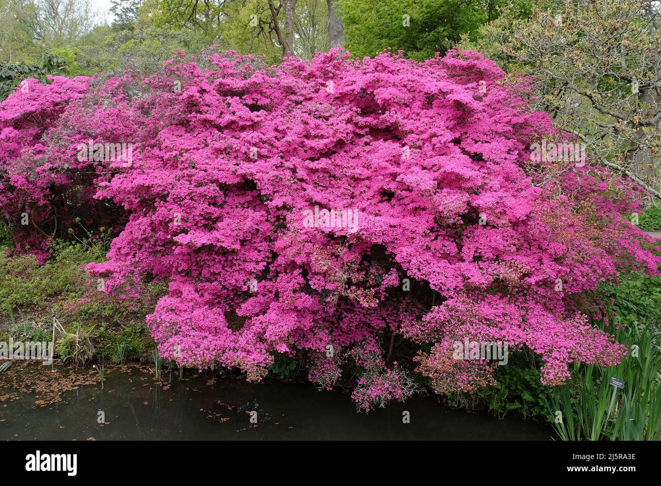 Large hot pink azalea tree in flower Stock Photo - Alamy