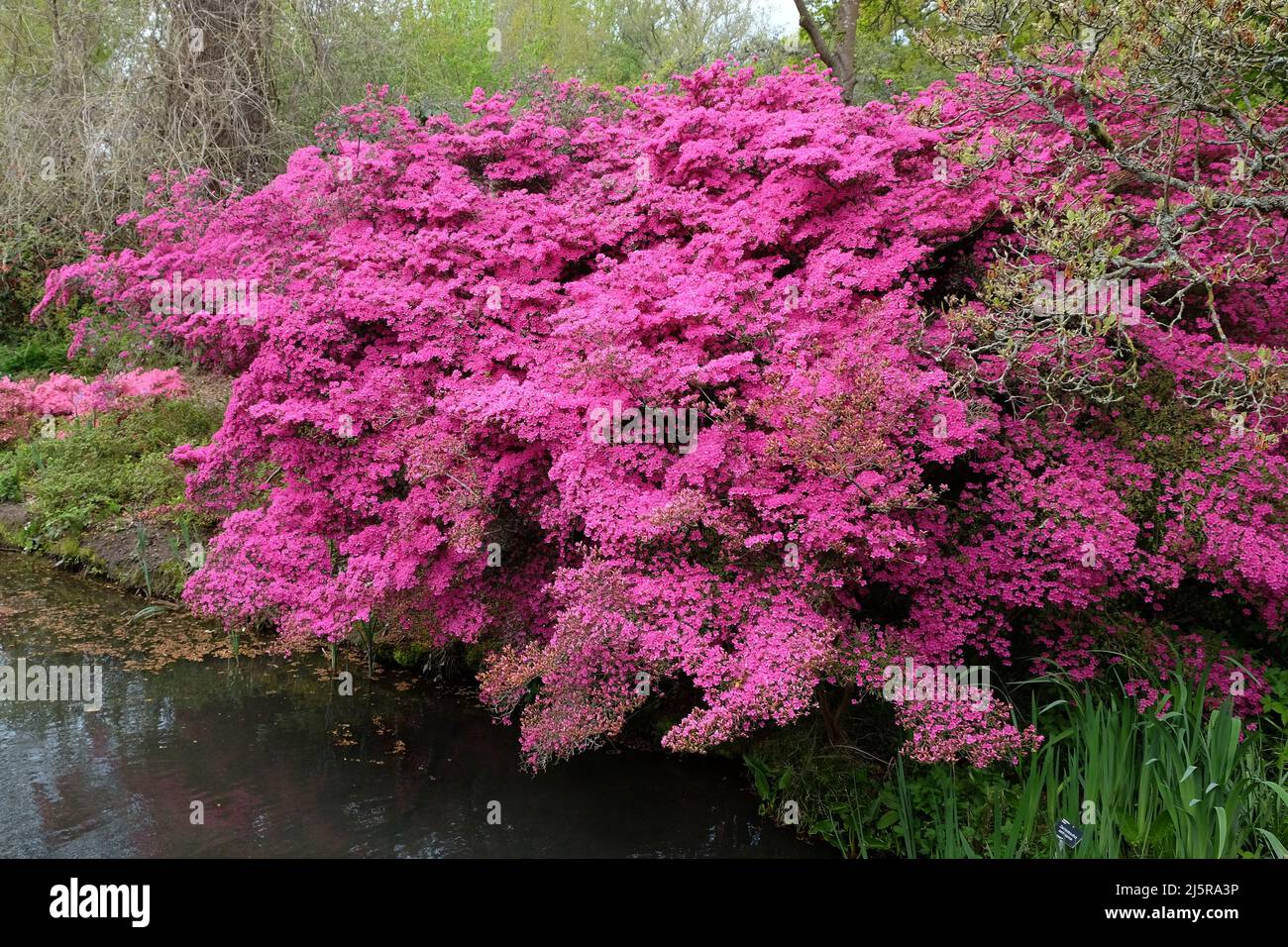 Azalea tree hi-res stock photography and images - Alamy