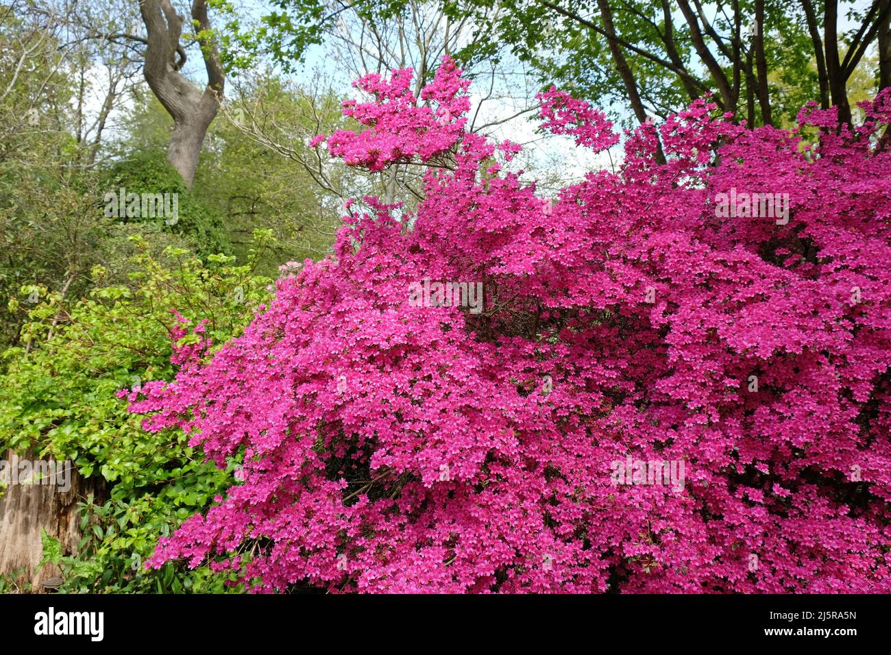 Azalea tree hi-res stock photography and images - Alamy