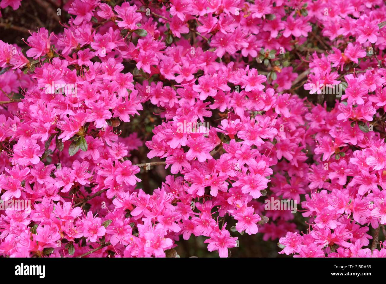 Large hot pink azalea tree in flower Stock Photo - Alamy