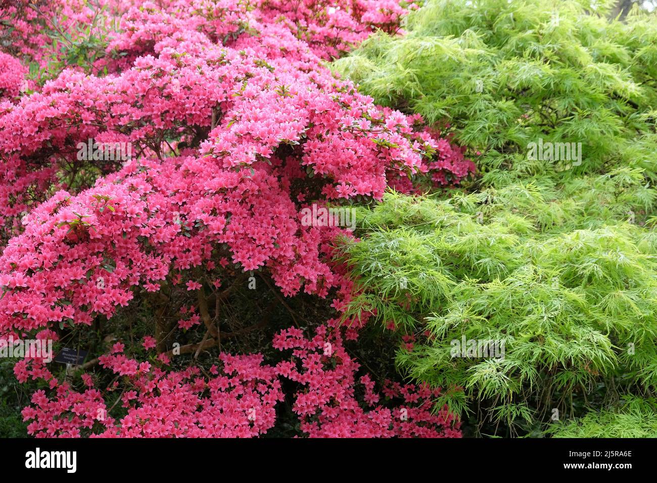 Large hot pink azalea tree and green leaf acer in flower Stock Photo ...