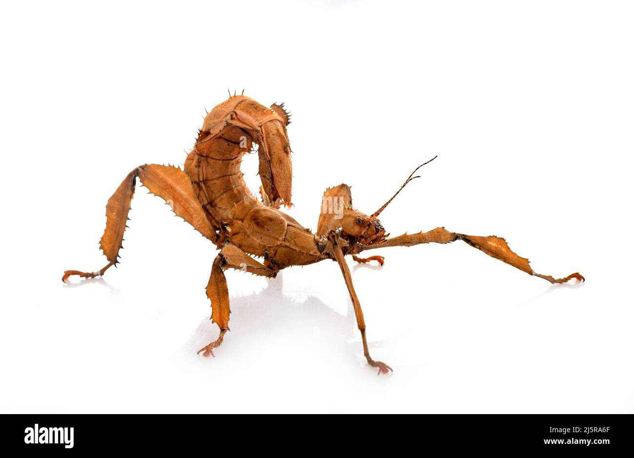 stick insect in front of white background Stock Photo - Alamy
