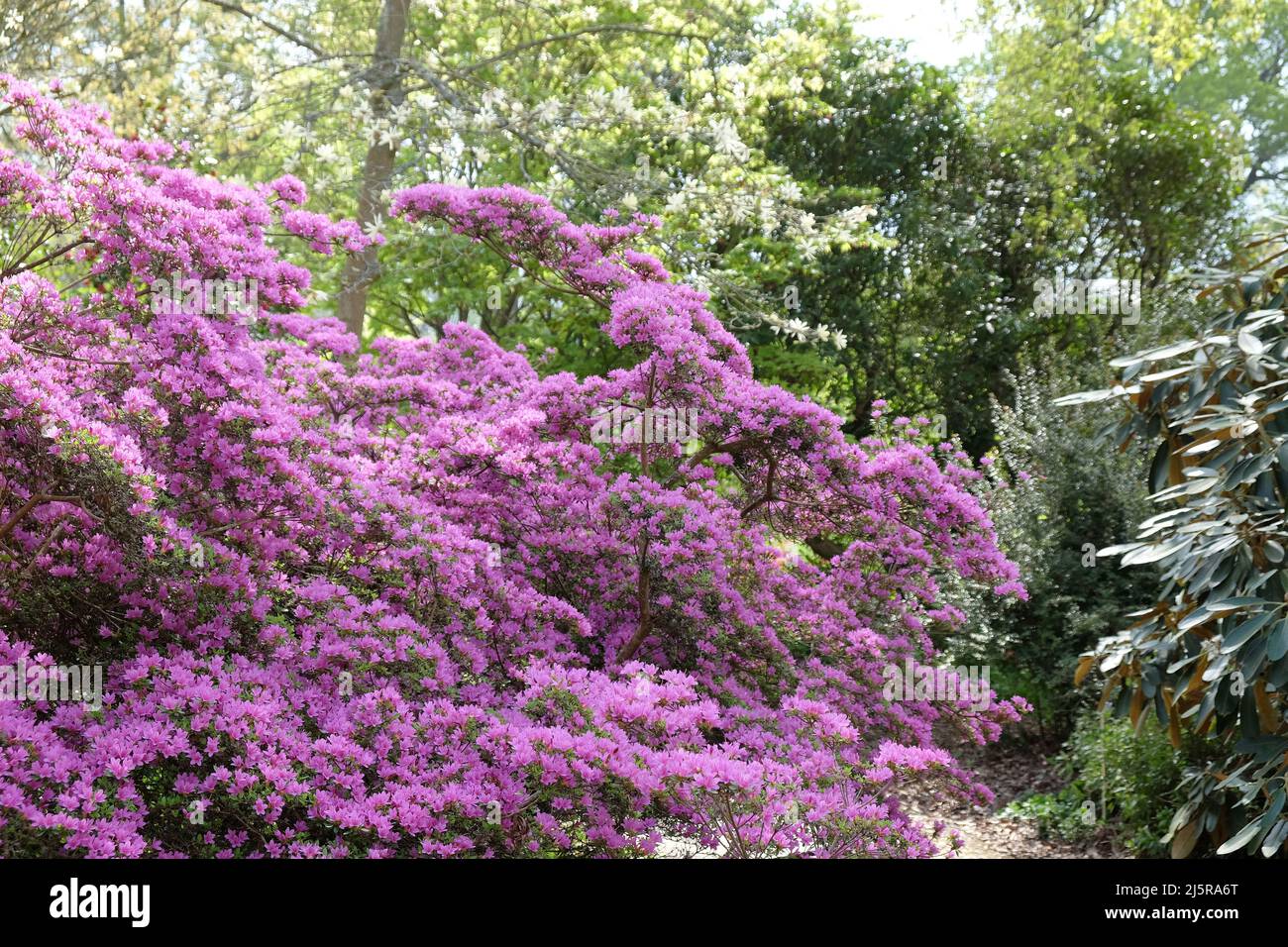 Large lilac purple azalea tree in flower Stock Photo - Alamy