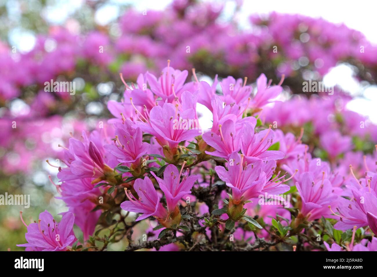 Large lilac purple azalea tree in flower Stock Photo - Alamy