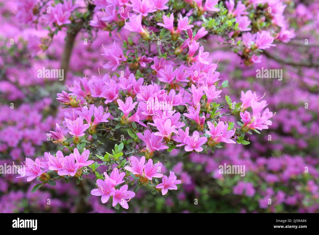 Large lilac purple azalea tree in flower Stock Photo - Alamy