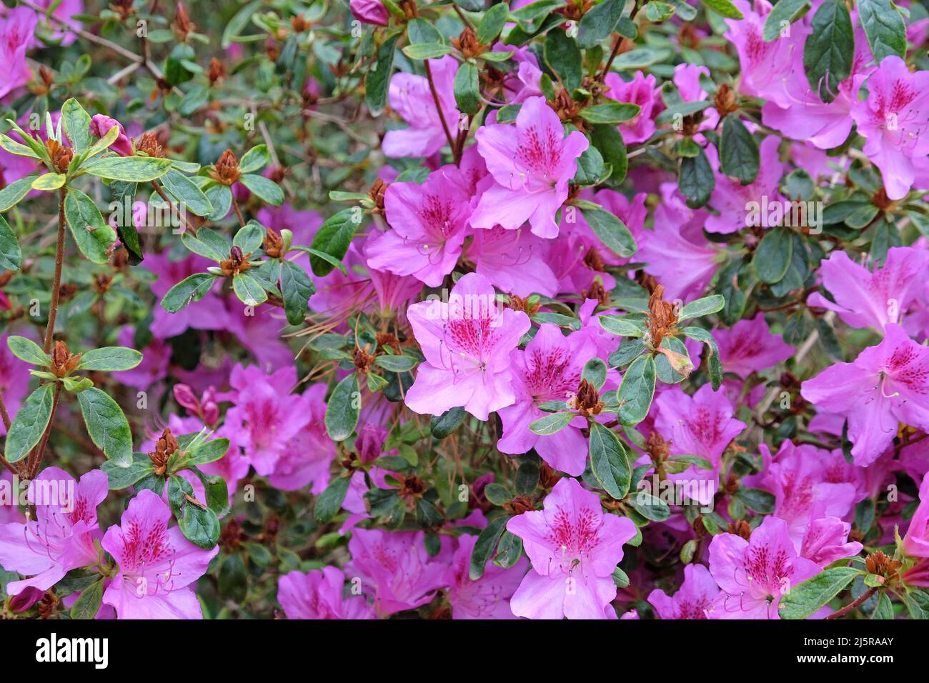 Azalea japonica hi-res stock photography and images - Alamy