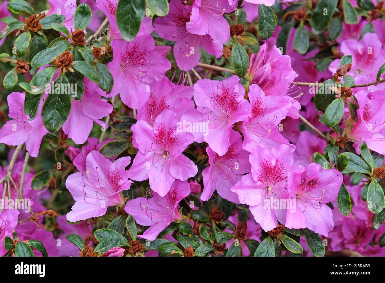 Azalea japonica tree hi-res stock photography and images - Alamy