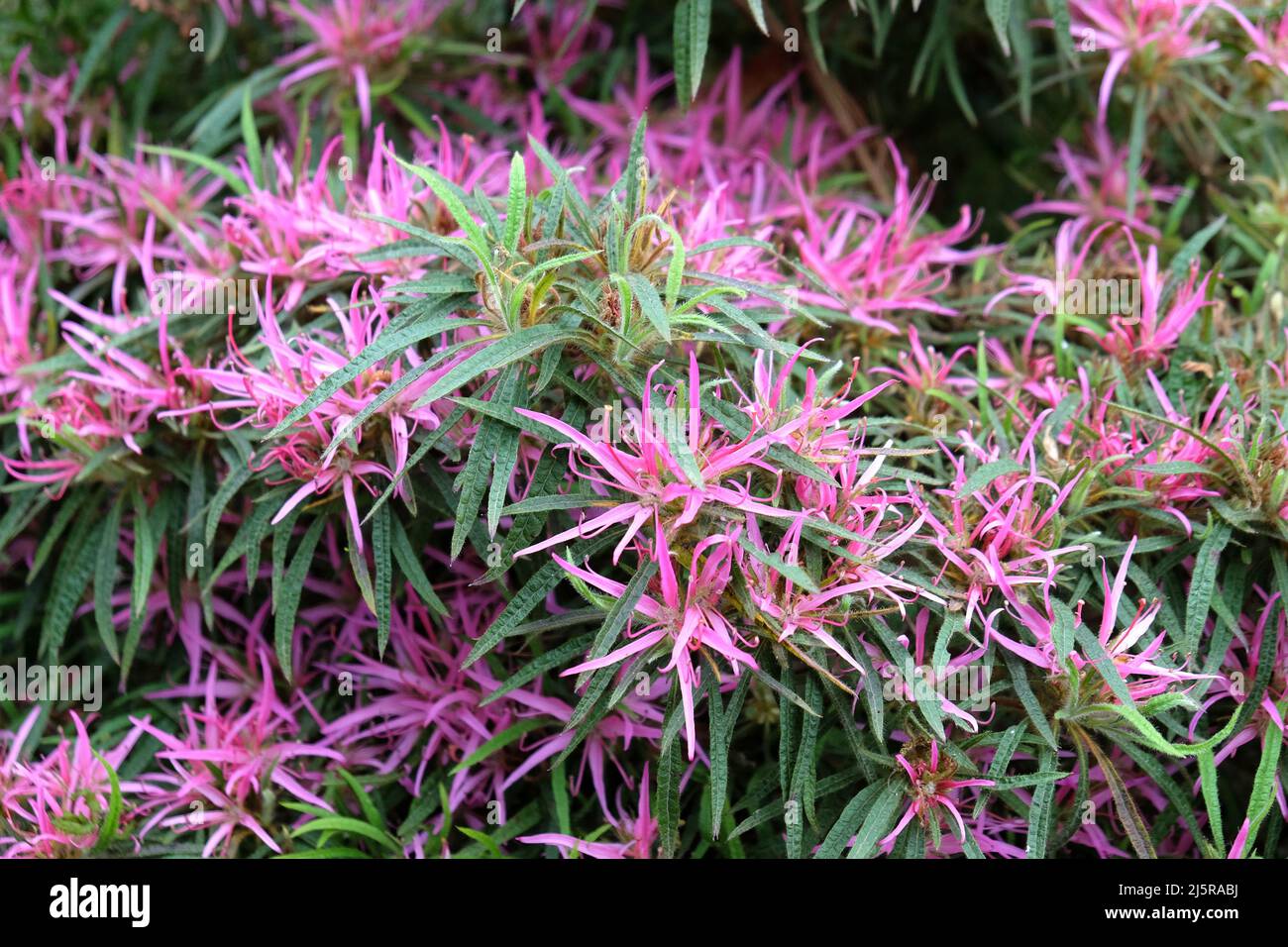Azalea japonica tree hi-res stock photography and images - Alamy