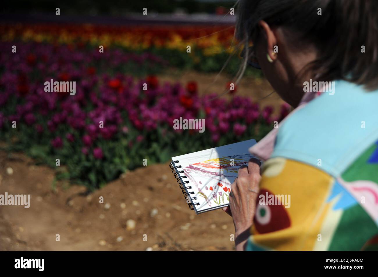 Tapping House Tulips, April 2022 Stock Photo - Alamy