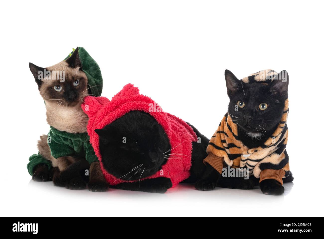 three dressed cats in front of white background Stock Photo - Alamy