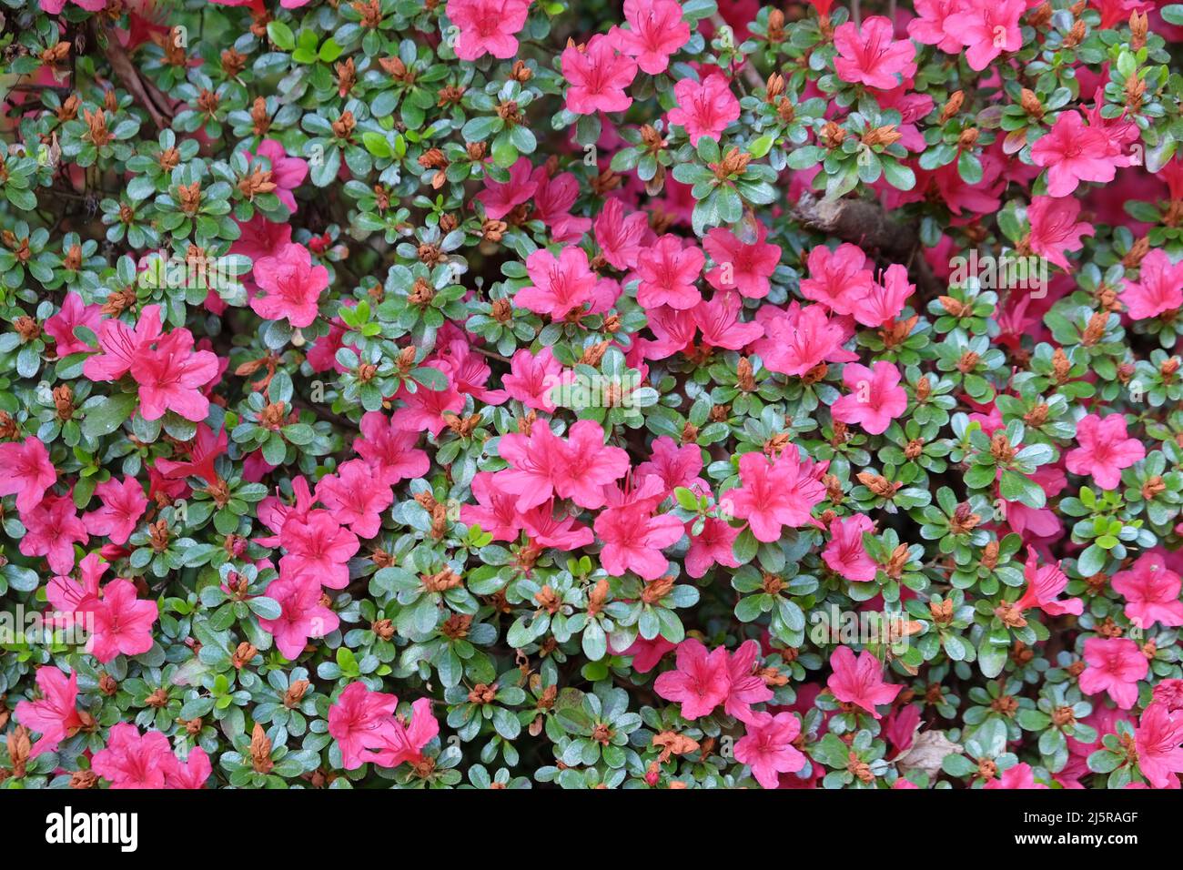 Dainty pink Rhododendron flowers in bloom Stock Photo - Alamy