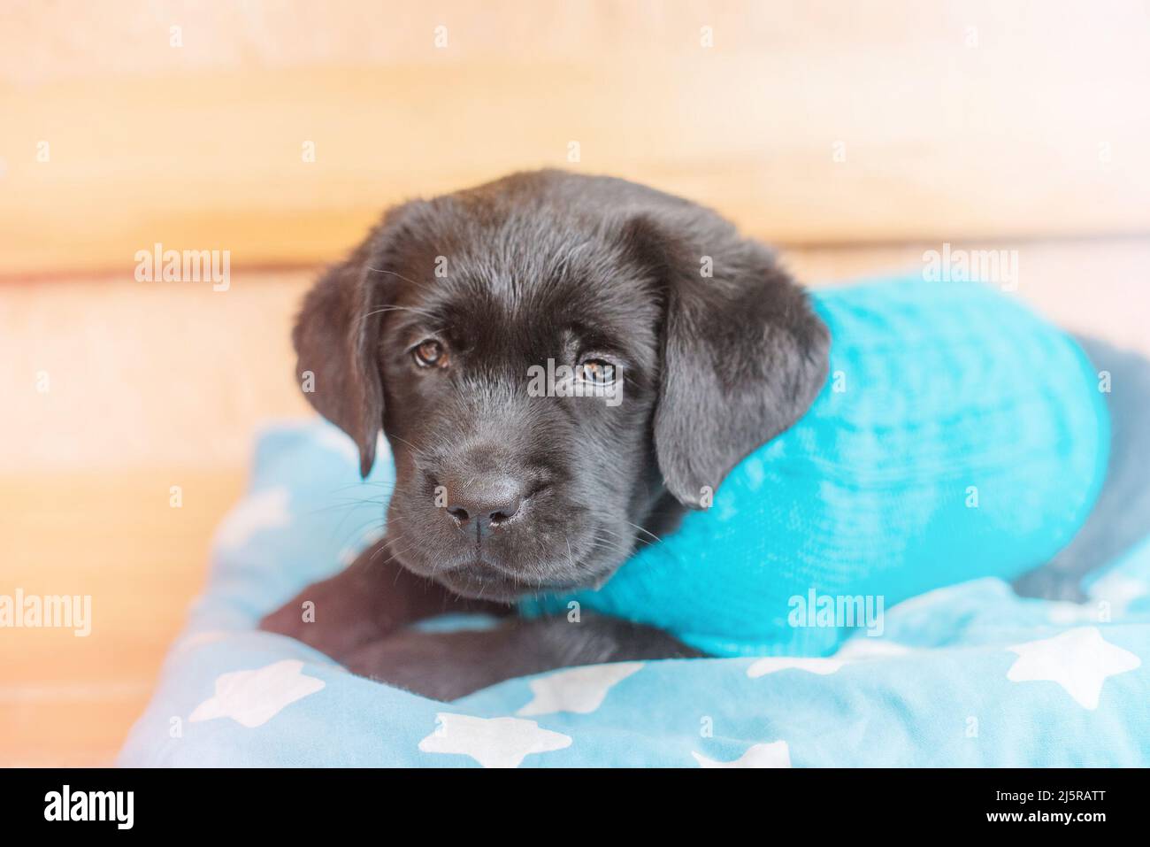 Dog on the bench. Labrador puppy in blue sweater on a pillow Stock ...