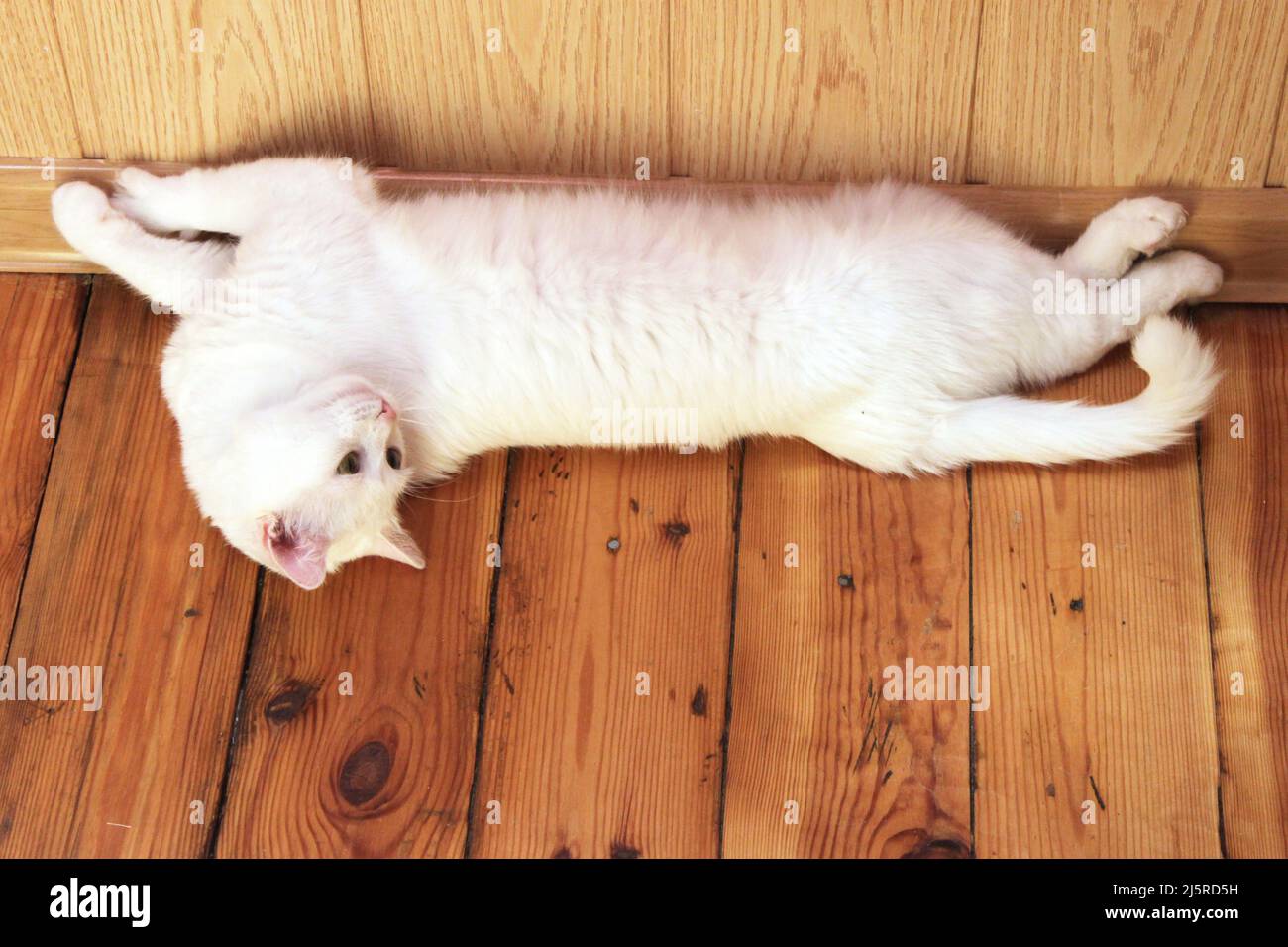 White cat is lying on the wooden floor. Turkish angora. Van cat with ...