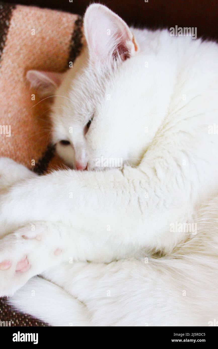 White cat is sleeping. Turkish angora. Van cat with blue and green eyes ...