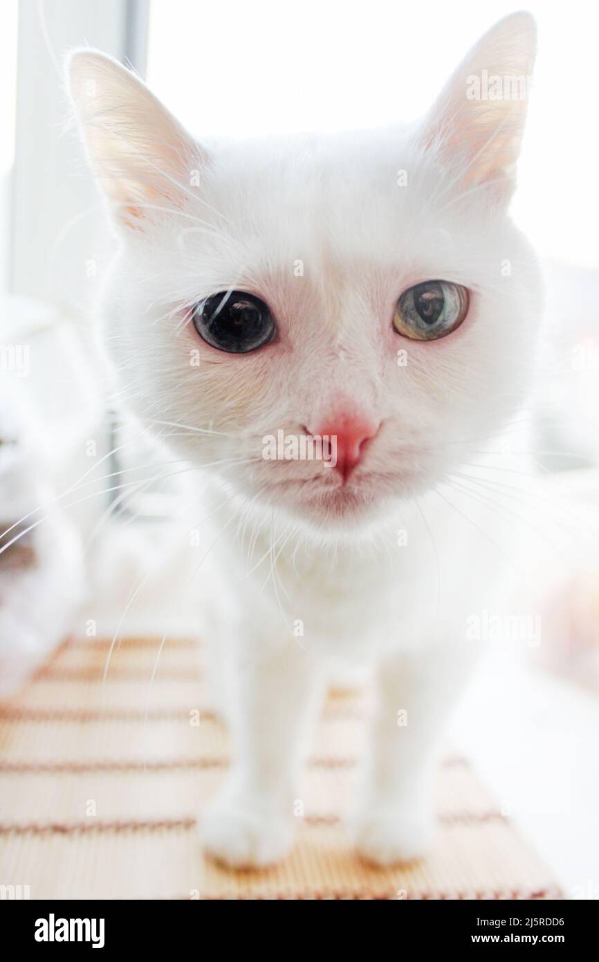 White cat with different color eyes. Turkish angora. Van cat with blue ...