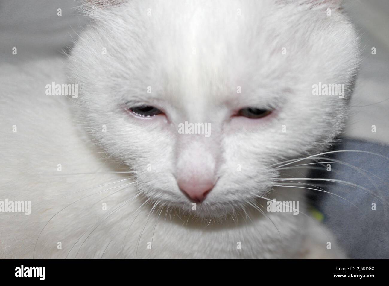 The white cat narrowed her eyes. Turkish angora. Van cat. Adorable pets ...