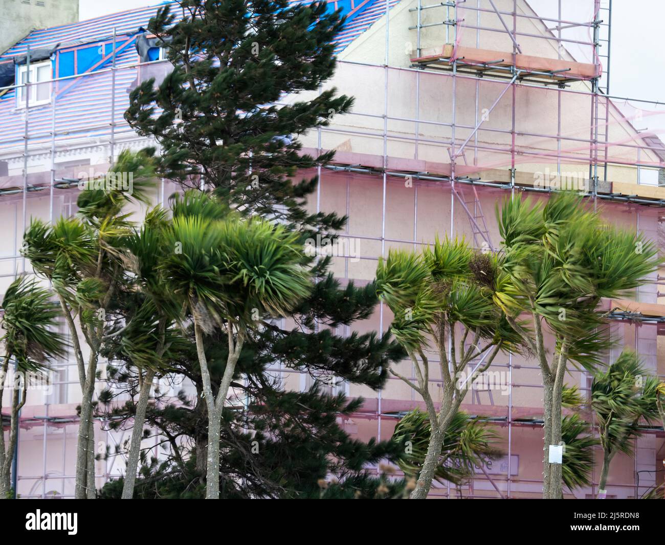 Storm force winds blowing Palm Trees in Beaumaris, Anglesey, UK Stock ...