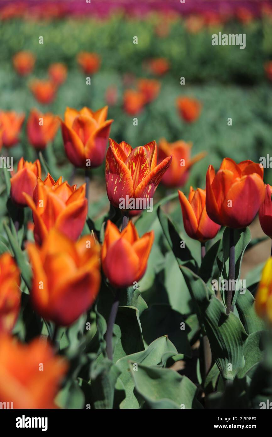 Tapping house hi-res stock photography and images - Alamy