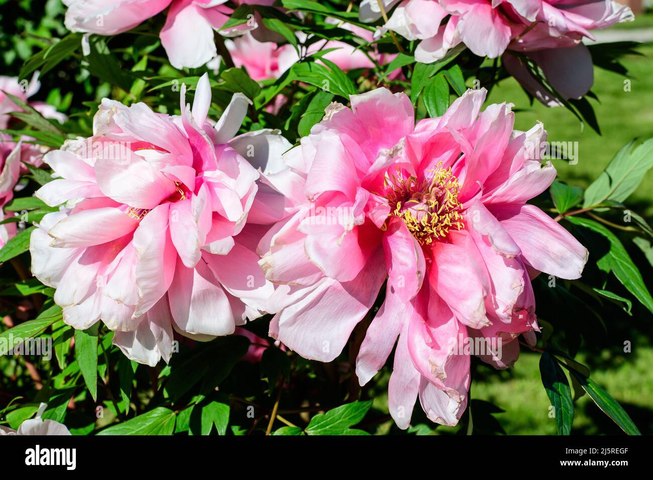 Bush with two large delicate pink peony flowers in direct sunlight, in ...