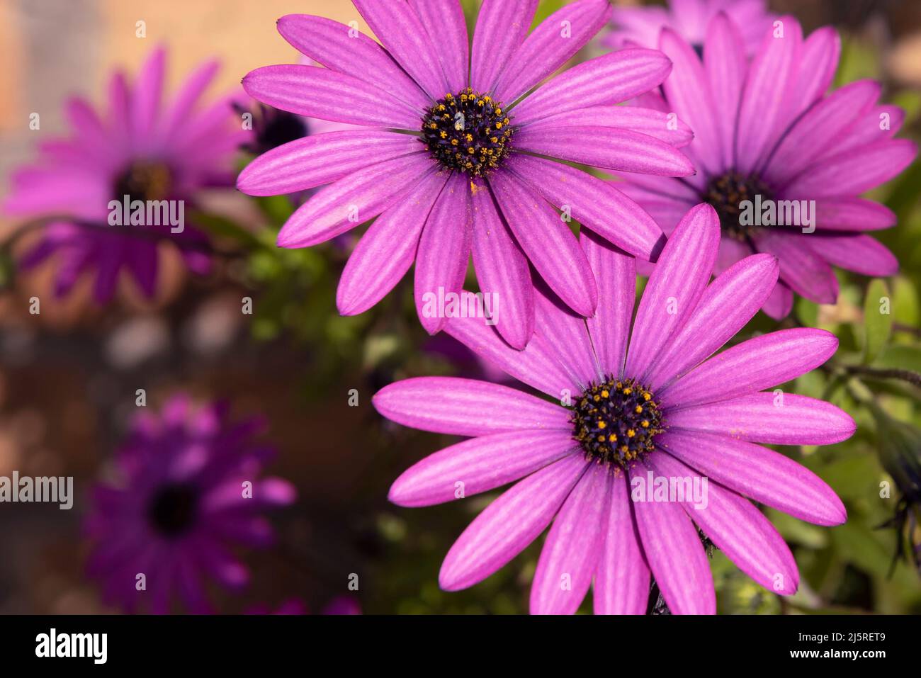 Osteospermum star of the veldt hi-res stock photography and images - Alamy