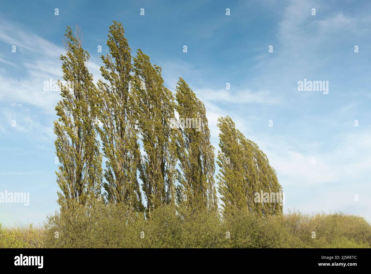 Lombardy poplar trees populus nigra hi-res stock photography and images ...