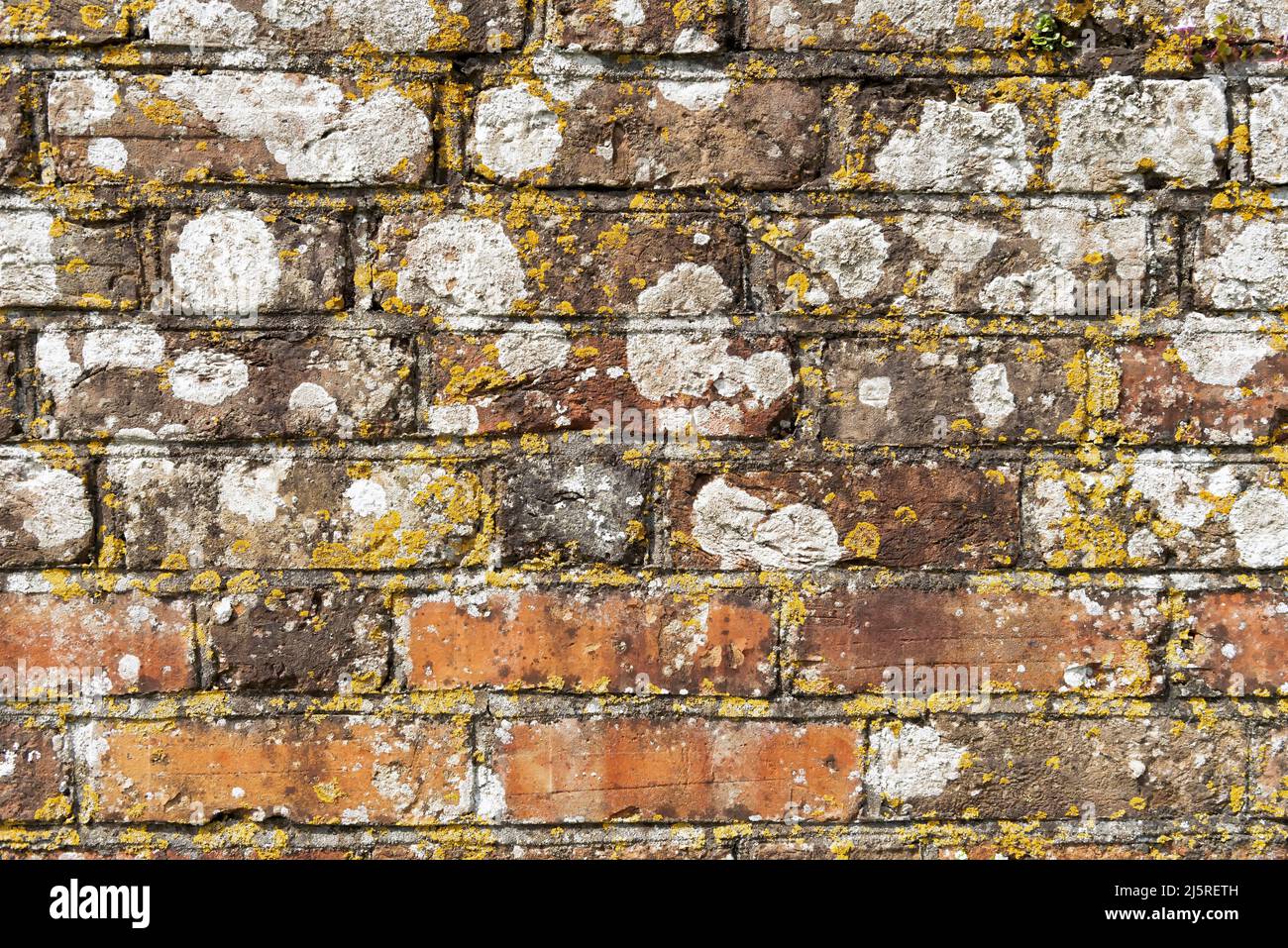 Brick wall covered in lichen Stock Photo - Alamy