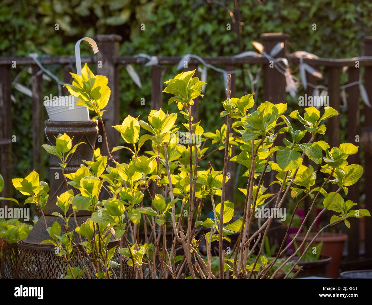 hydrangea plant in the home garden with early spring growth back lit by ...