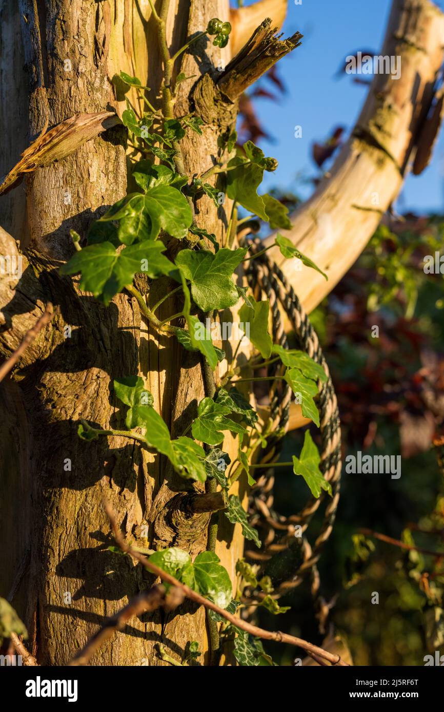 ivy growing up the trunk of a tree warm sunshine early spring Stock ...