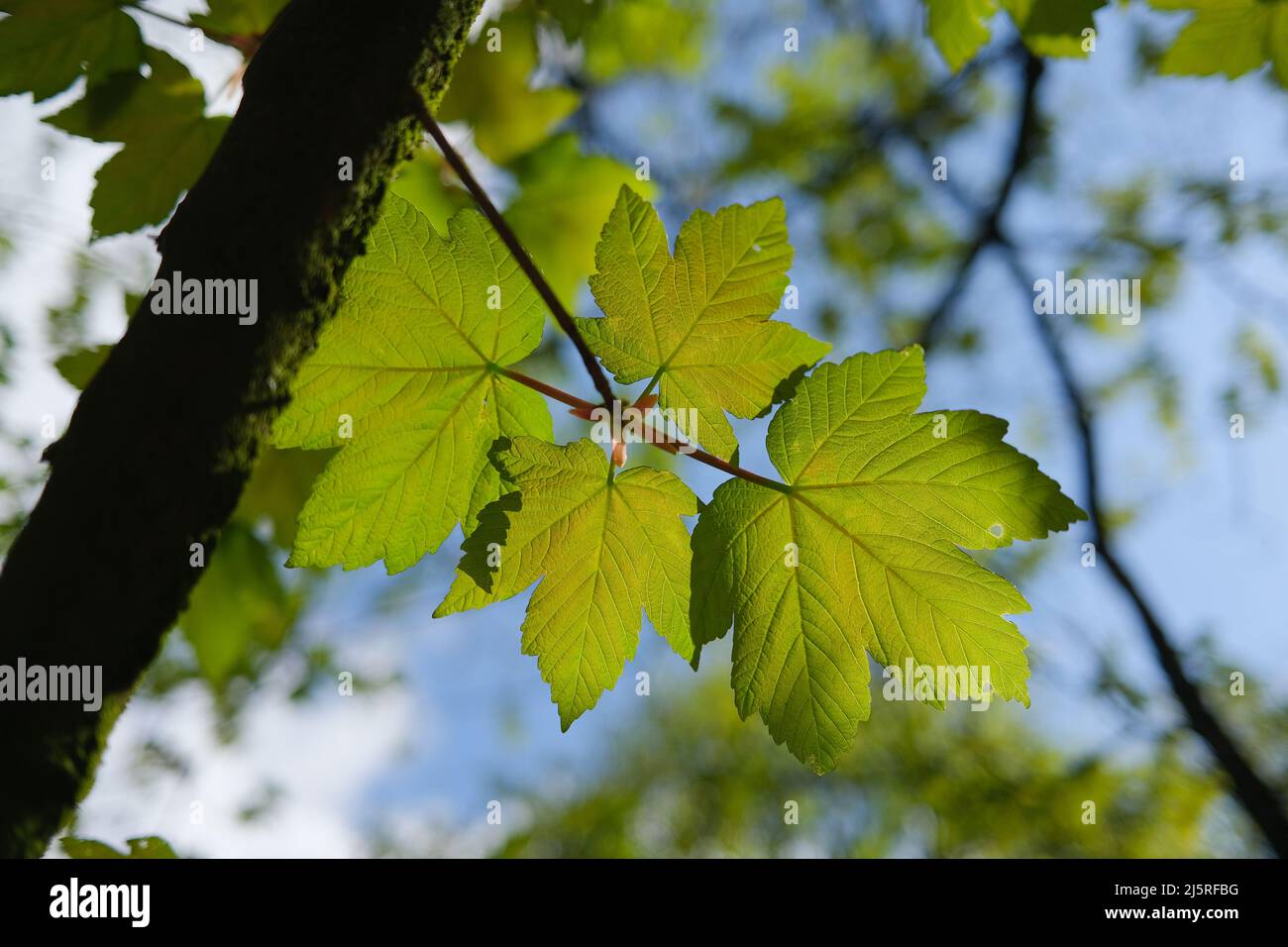 young spring leaves of the sycamore tree back lit by spring sunshine ...